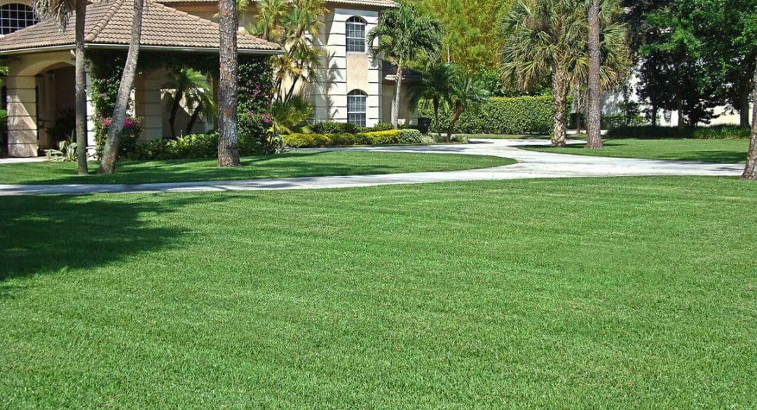 St Augustine Installation & Varieties | San Antonio Landscaping Services
