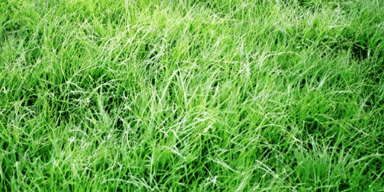 What Is The Best Sod Grass To Grow In South Texas? | San Antonio ...