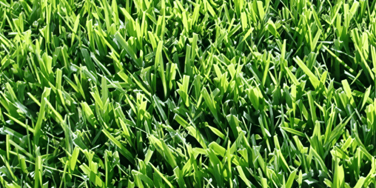 Zoysia Grass San Antonio